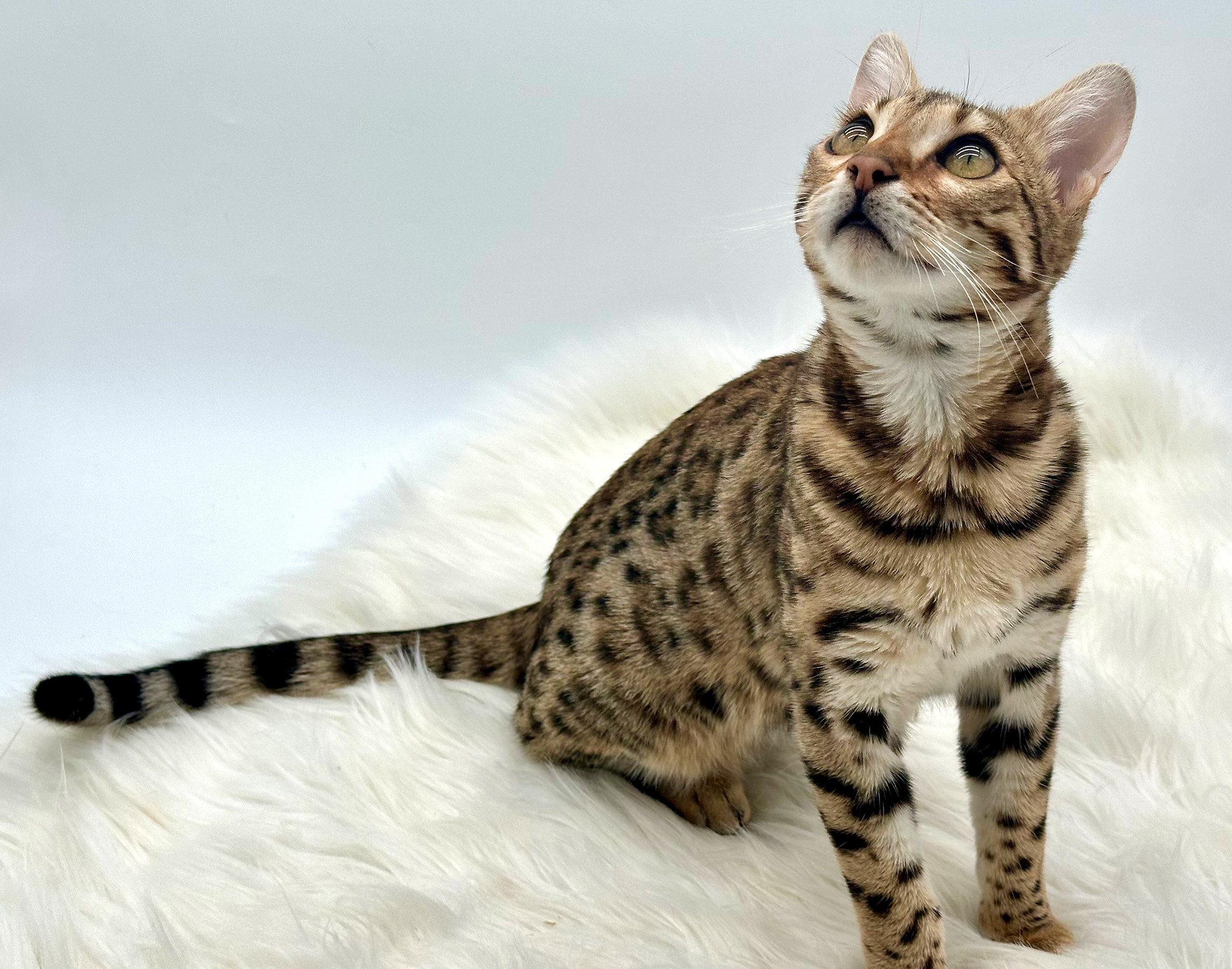 Your Royal Highness "Princess" Awaits! - Stratokatzter Bengals