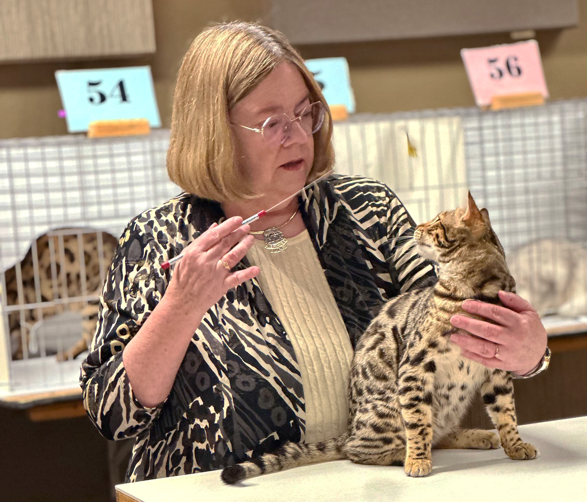 Introduction to Cat Shows: Part 4 - It’s Showtime, The Big Day Has ...